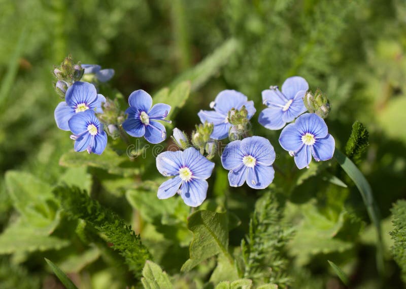 Small blue flowers stock image. Image of summer, small - 30979885