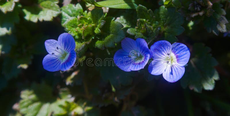 Small blue flowers stock photo. Image of beauty, wildflower - 242149210