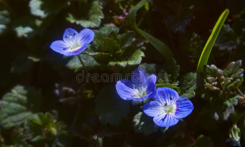 Small blue flowers stock image. Image of plant, outdoors - 242149365