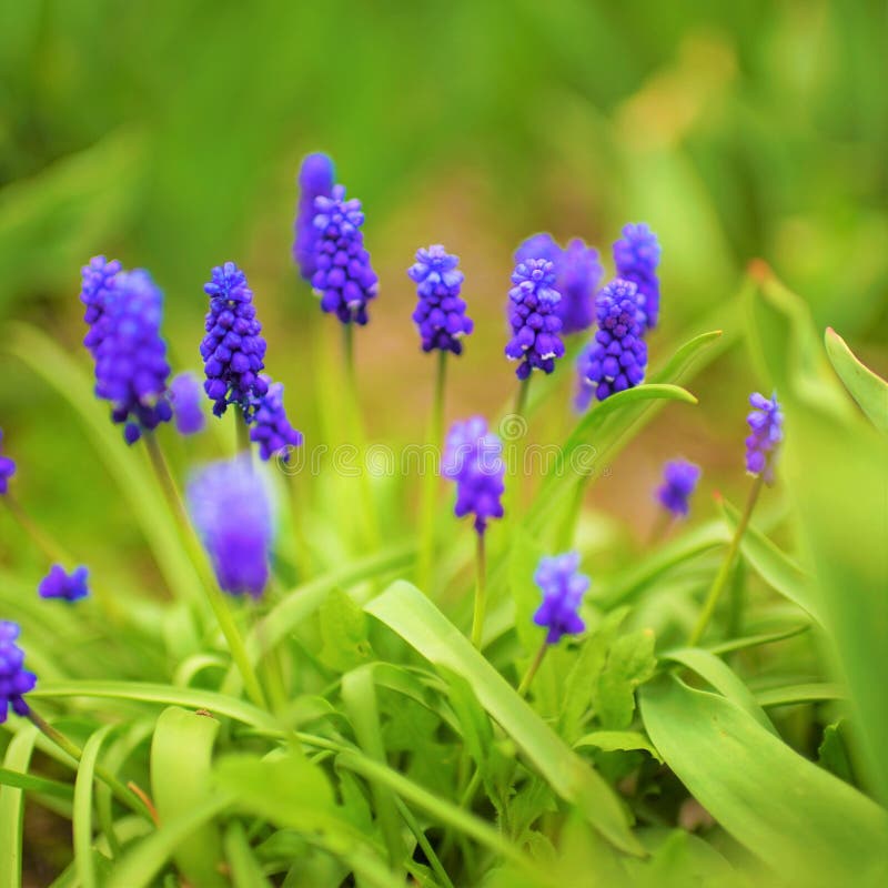 Small Blue Flowers with Green Leaves Grows in Spring Garden. Side View ...