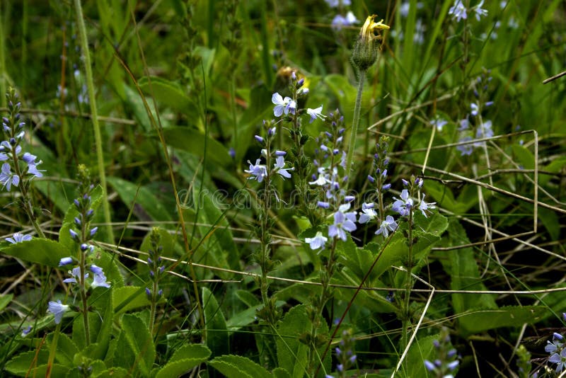 Life of forest plants stock photo. Image of beauty, green - 179313042