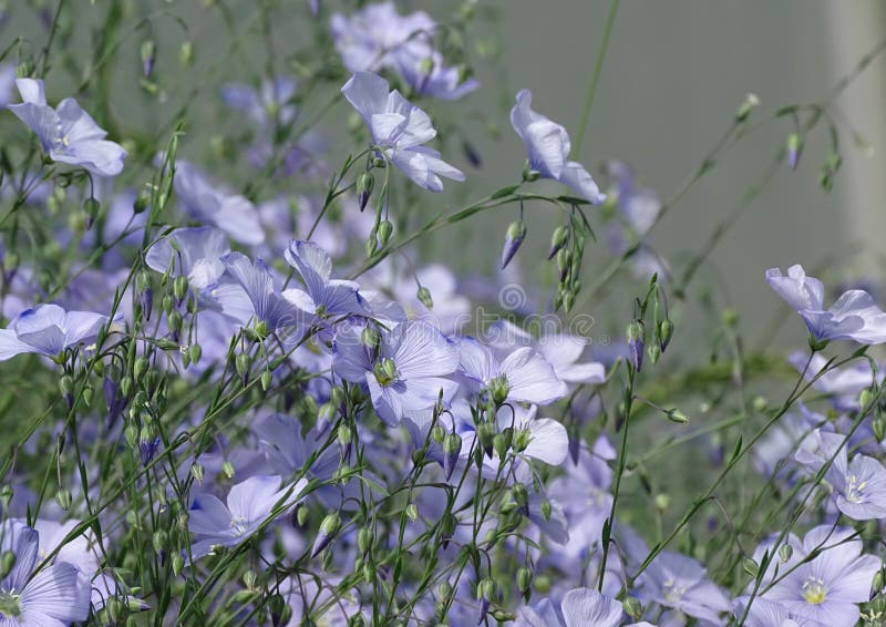 Small Blue Flowers with Translucent Petals, Solid Background Stock ...