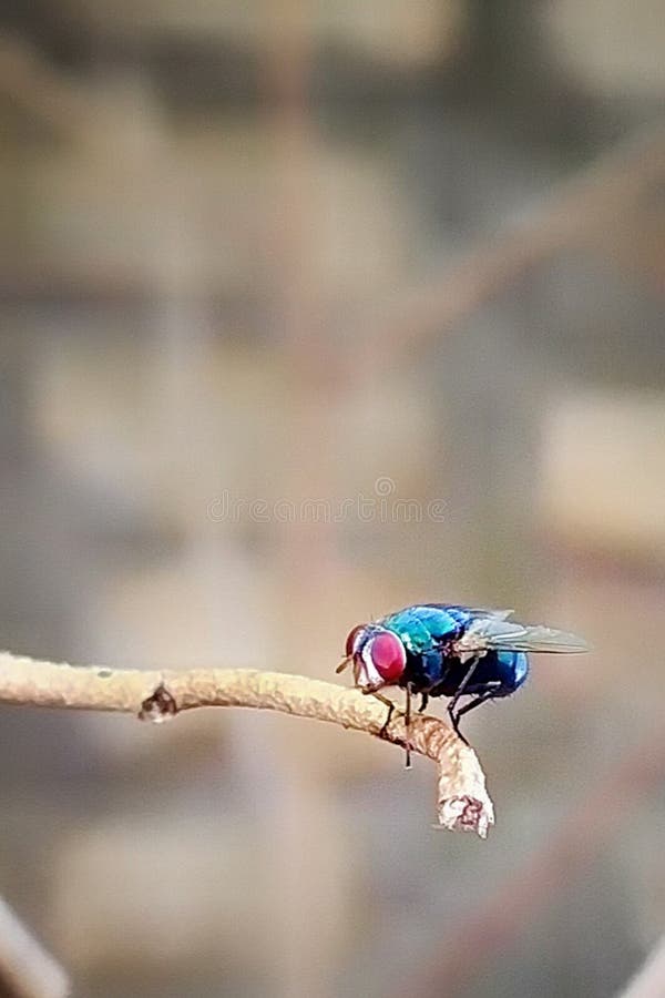 A Small Blue Fly with Red Eyes Perched on a Dry Branch. Stock Image ...