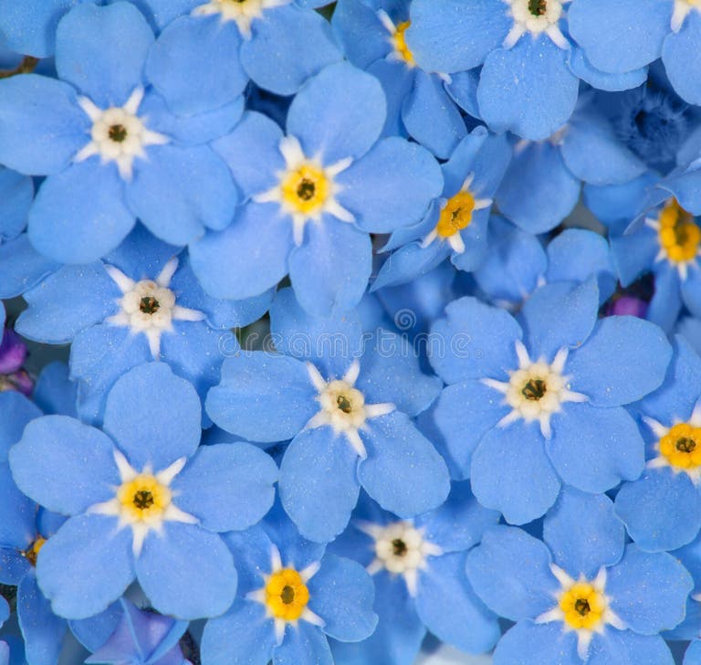 10,878 Blue Forget Me Not Stock Photos - Free & Royalty-Free Stock ...