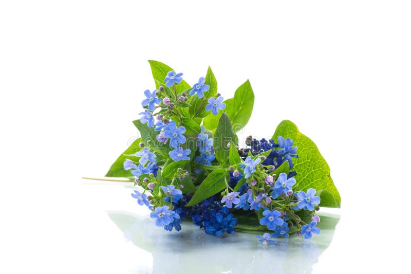 Small Blue Forget-me-not Flowers on White Background Stock Image ...