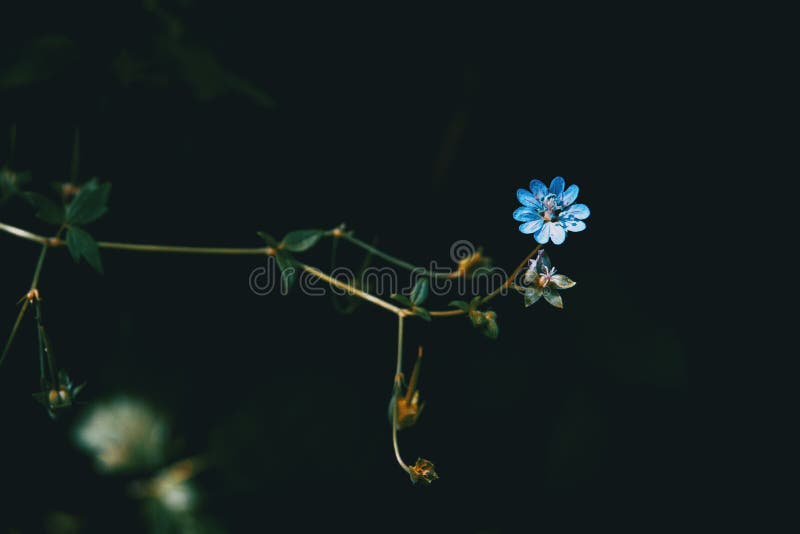 Small Blue Geranium Flower on Black Background Stock Photo - Image of ...