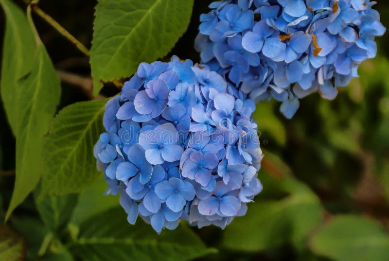 Small Blue Hydrangea stock photo. Image of orange, nature - 128223190