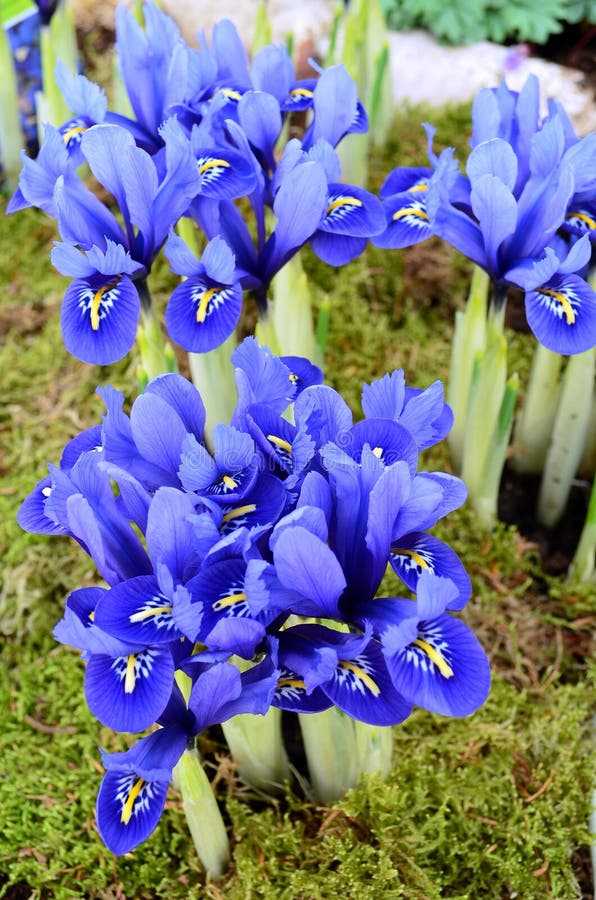 Small blue iris flowers stock photo. Image of easter - 68737862