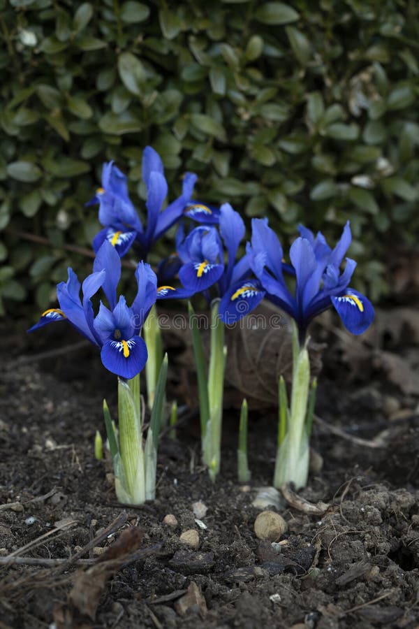 Blue Iris Reticulata Flowers in a Garden Stock Image - Image of ...