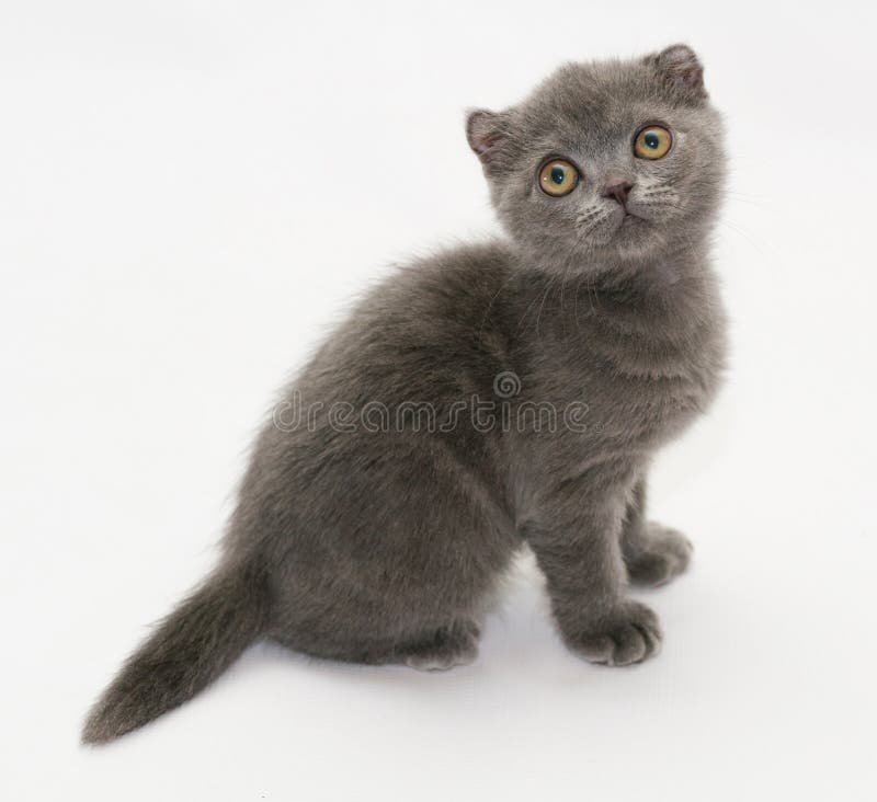 Small Blue Kitten Scottish Fold Sitting Tail Sticking Stock Photo ...