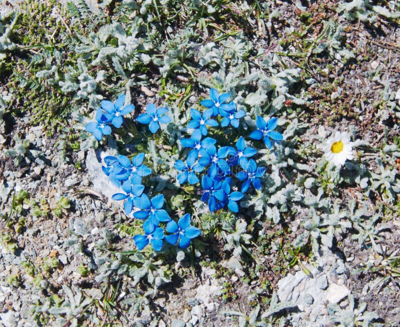 Small Blue Mountain Flowers Stock Image - Image of mountains, detail ...