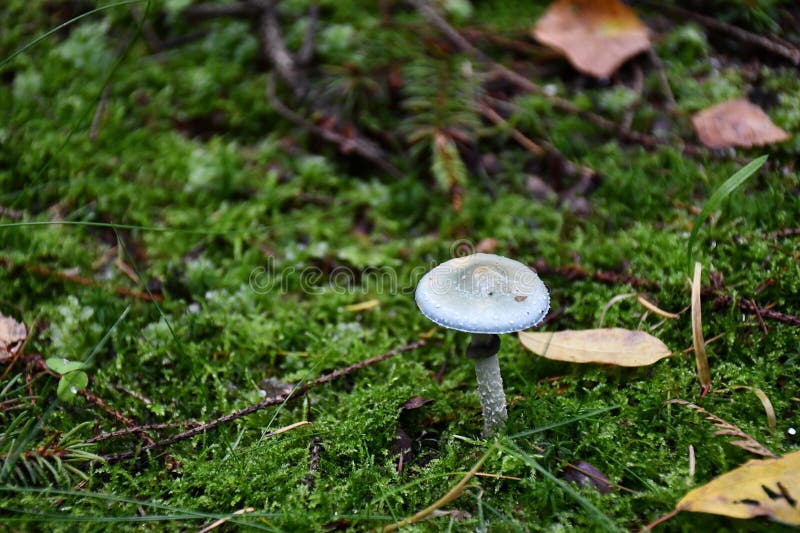 A Small Blue Mushroom Grows among the Moss Stock Image - Image of ...