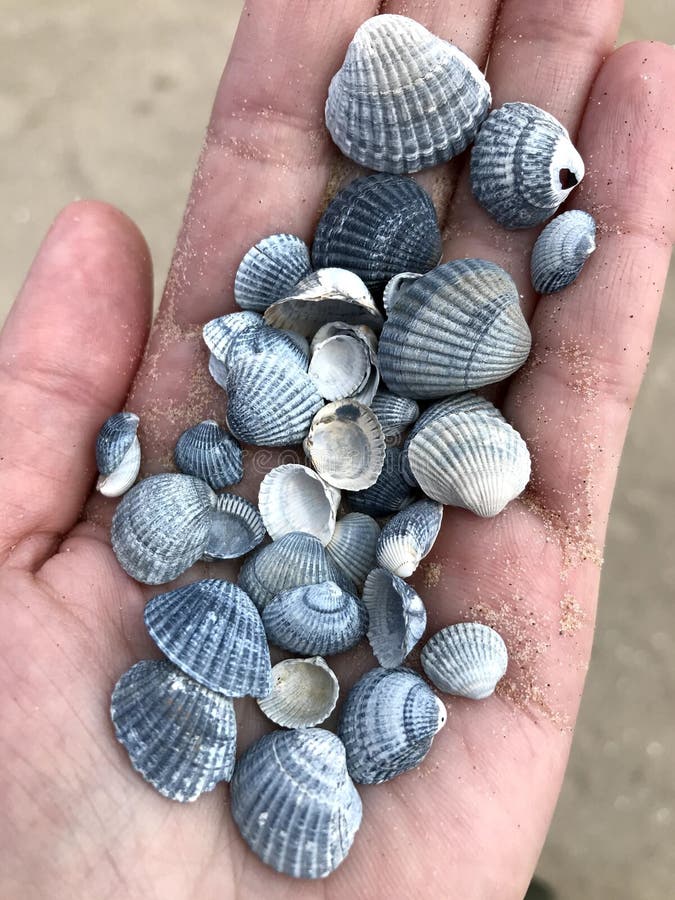 293 Tiny Seashells Stock Photos - Free & Royalty-Free Stock Photos from ...