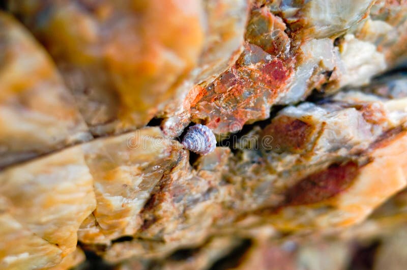 Small Blue Seashell Nestling Against Rock on Beach Stock Photo - Image ...