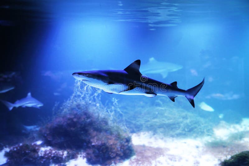 Small Blue Shark in Aquarium Water. Elasmobranch Fish Stock Image ...