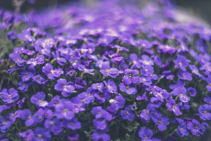 Small blue spring flowers stock image. Image of botany - 178821559
