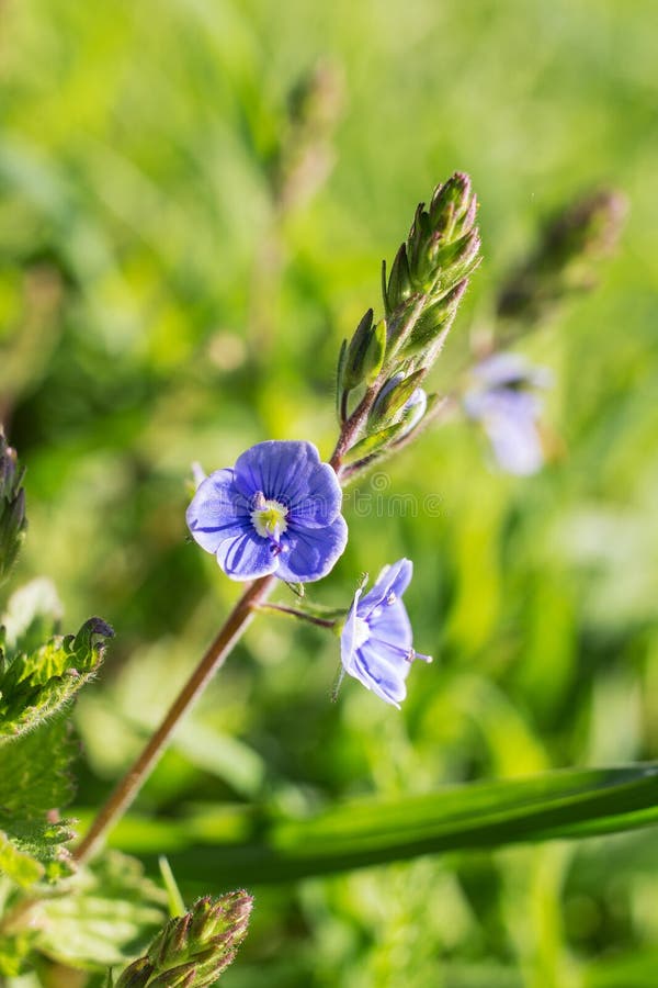 Small blue spring flowers stock image. Image of veronica - 94782193