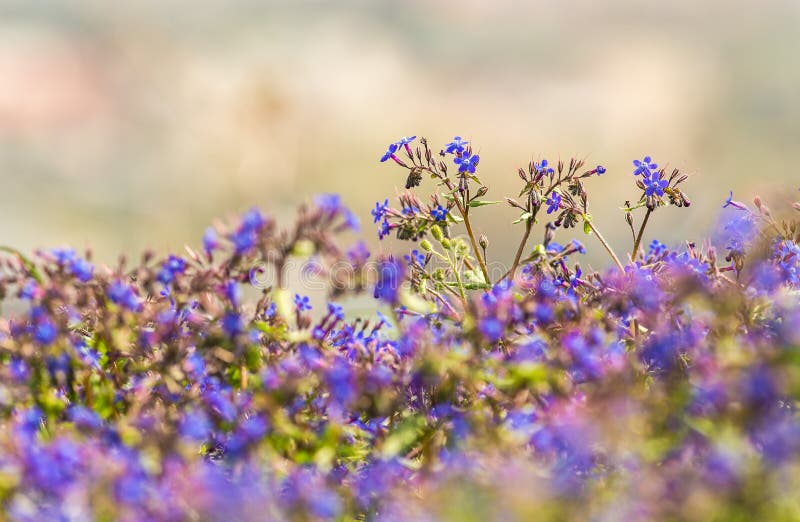 Small blue spring flowers stock photo. Image of small - 84093588
