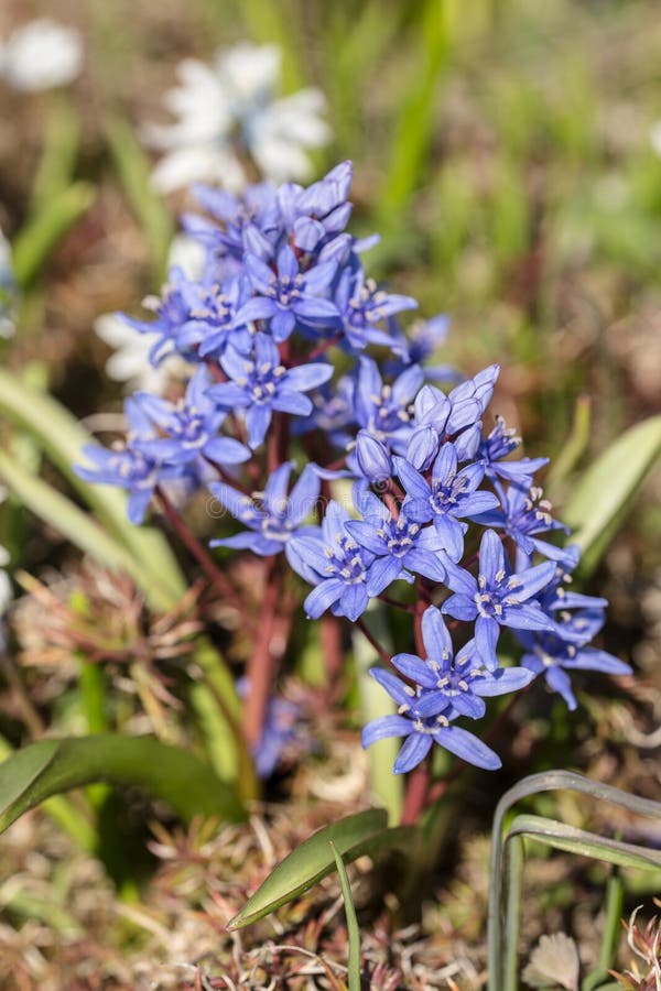 Small blue spring flowers stock photo. Image of small - 87064590