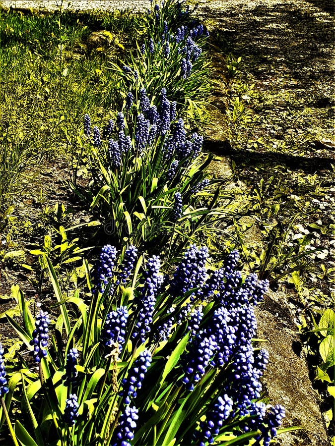 Small Blue Spring Flowers on a Natural Background Stock Photo - Image ...