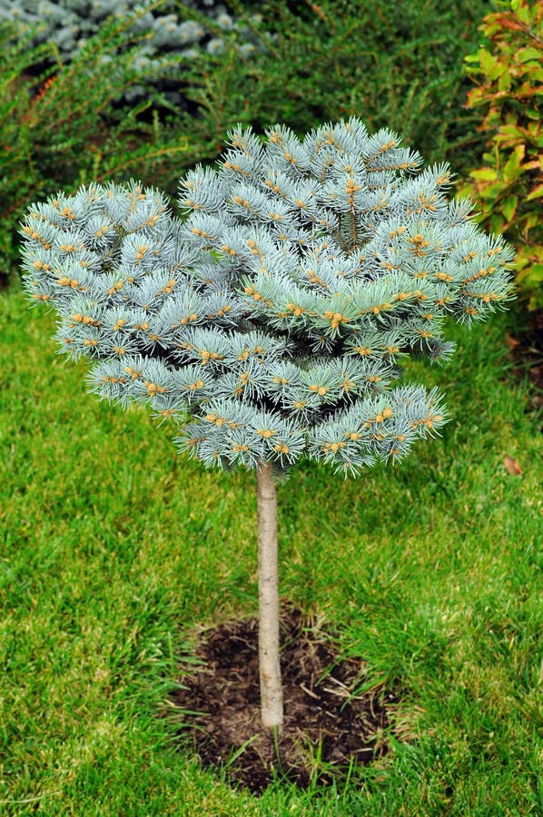 Small blue spruce stock image. Image of pine, organic - 16597239