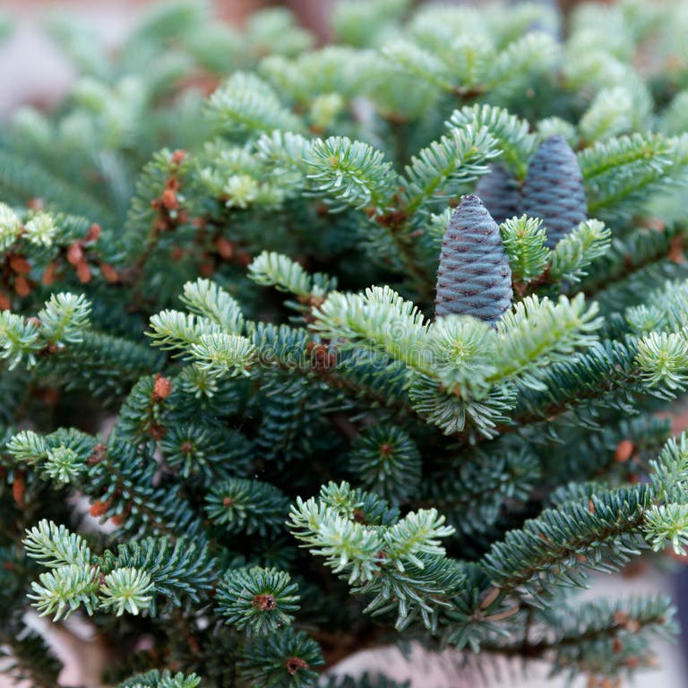 Arbre Veritable Fruit Stock Photos - Free & Royalty-Free Stock Photos ...