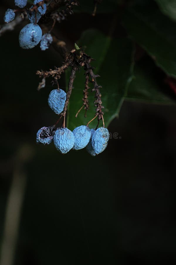 Small Blue Wild Berries on a Black Background Stock Photo - Image of ...