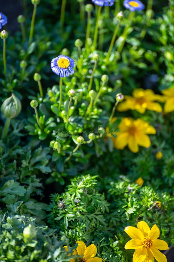 Small Blue and Yellow Daisies Flowers in Spring Garden Stock Image ...