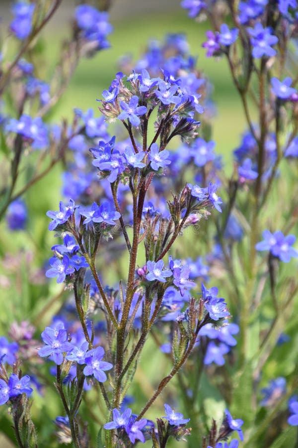 Small Blueish Purple Flowering Annual in a Garden Stock Photo - Image ...