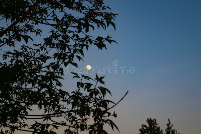 Small Blurry Moon almost Full Circle in Blue Sky Behind Tree Branches ...