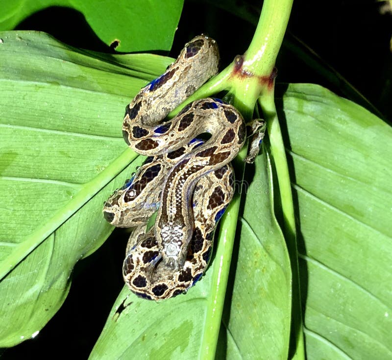 Small boa constrictor stock photo. Image of rainforest - 96934152