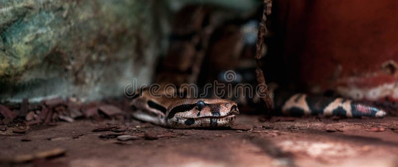 A Small Boa Constrictor in a Terrarium. Photo of a Python Living in an ...