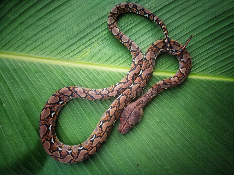 Small boa on green leaves stock image. Image of green - 186457931