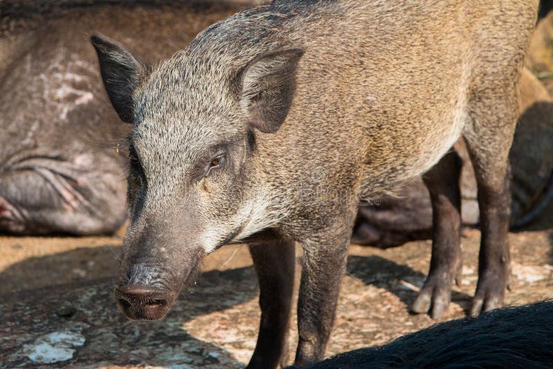 Small Boar Stock Images - Download 3,820 Royalty Free Photos