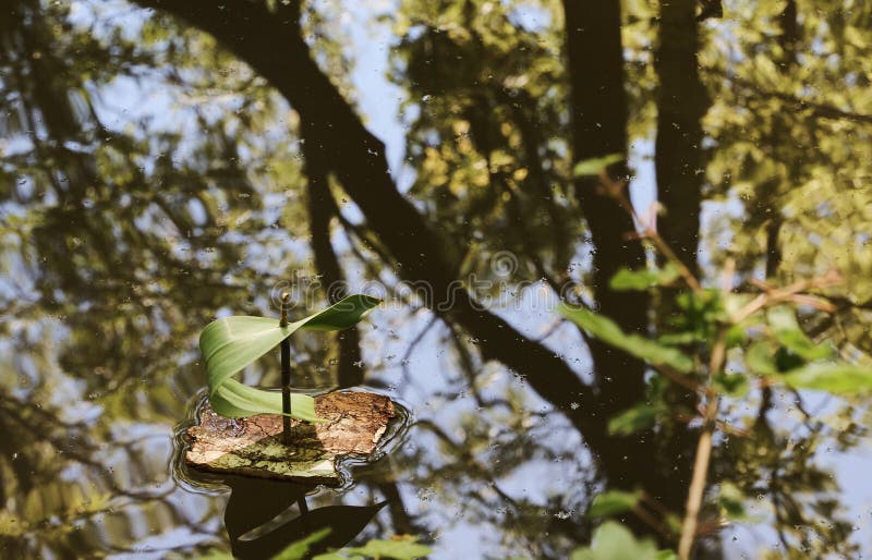 A Small Boat from the Bark of a Tree and a Leaf Floating on the Stock ...