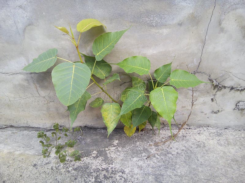 Small bodhi tree. stock image. Image of front, brown - 137220367