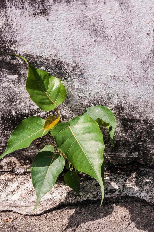 The Small Bodhi Tree Grows from the Joints of Concrete Stairs. Stock ...