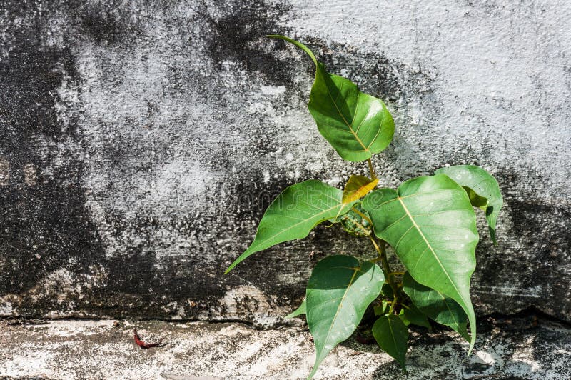 Small bodhi tree stock photo. Image of monument, holy - 39097578
