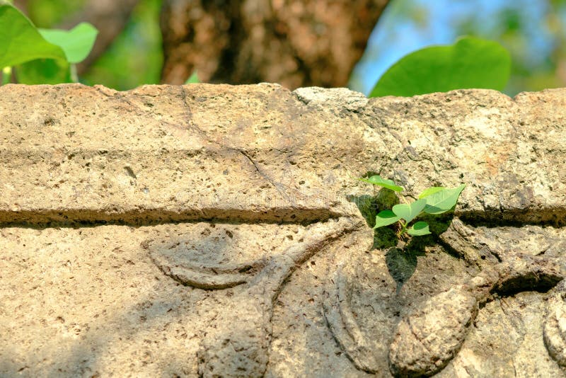 Small Bodhi Tree Growing Up from Boundaries between Floor and Wa Stock ...