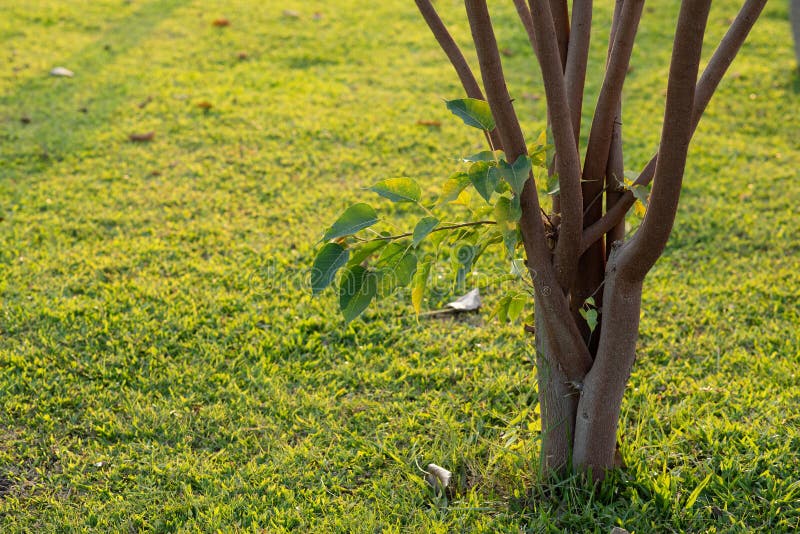 A Small Bodhi Tree Rising from the Lawn Stock Photo - Image of buddha ...