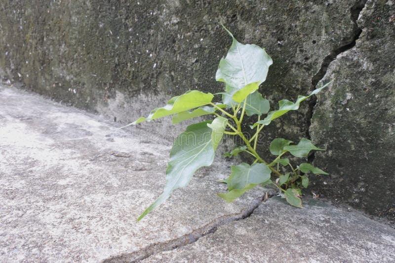 Small bodhi tree stock photo. Image of ground, natural - 156570138