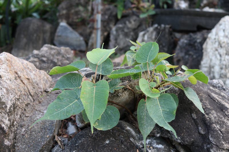 Small Bodhi Trees on Rock, Thailand. Stock Image - Image of outdoor ...