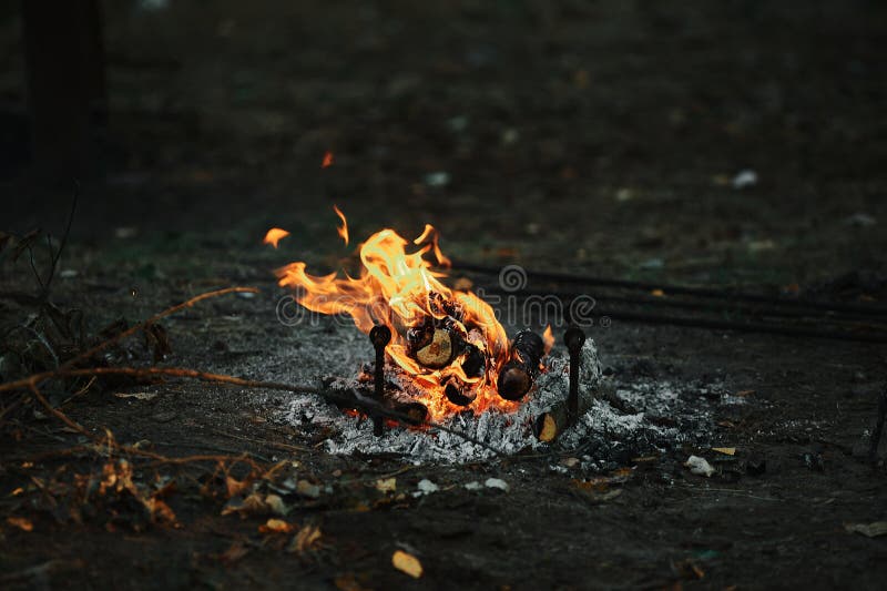 Small Bonfire in the Forest Late at Night Stock Photo - Image of fire ...