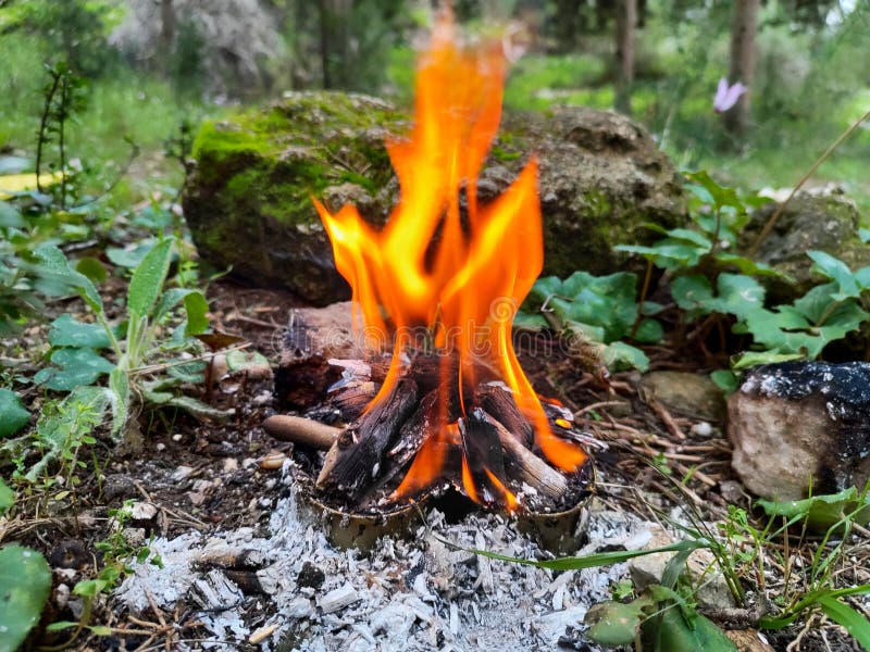 Small bonfire in the woods stock photo. Image of garden - 357305852