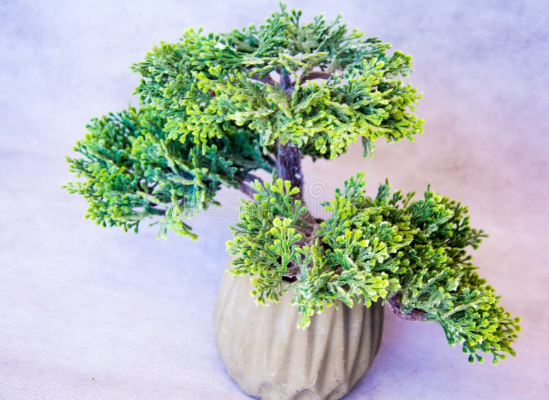 Bonsai conifer stock image. Image of culture, tree, japenese - 19953933