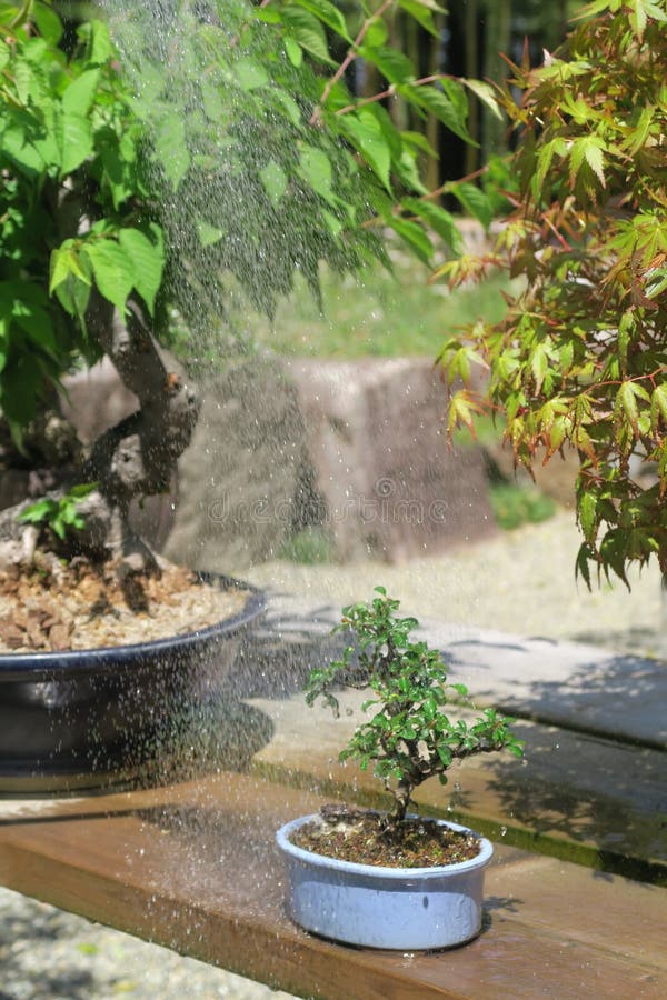 A Small Bonsai Tree Getting Water Stock Photo - Image of hold, water ...