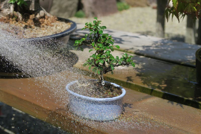 A Small Bonsai Tree Getting Water Stock Photo - Image of planting ...