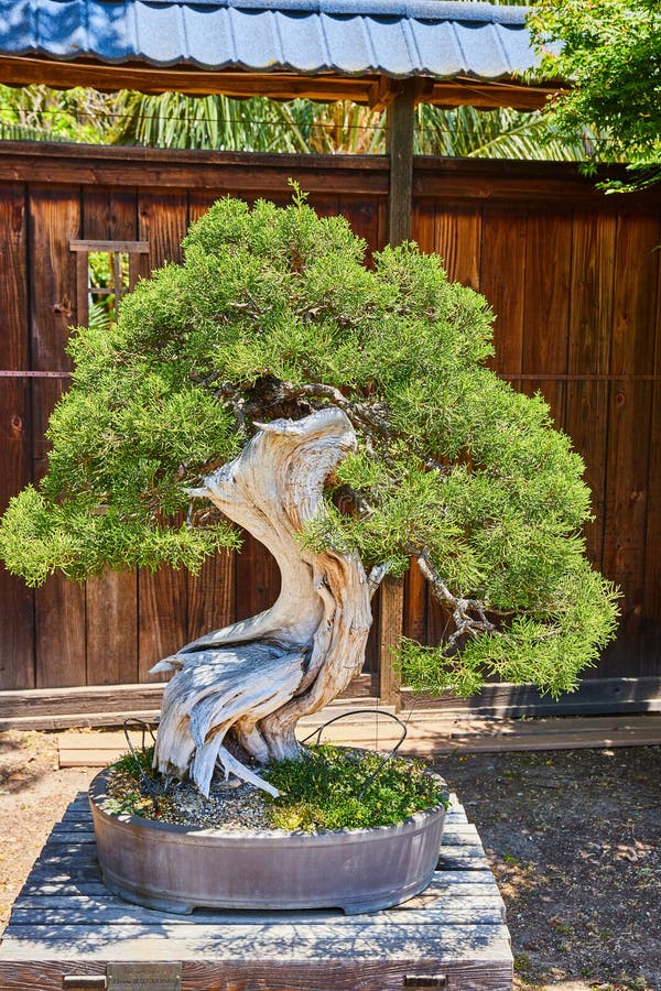 Small Bonsai Tree Plant in Pot with Trunk Like White Bleached Driftwood ...