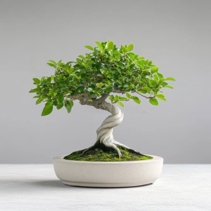 Small Bonsai Tree with Twisted Trunk and Vibrant Green Leaves Stock ...