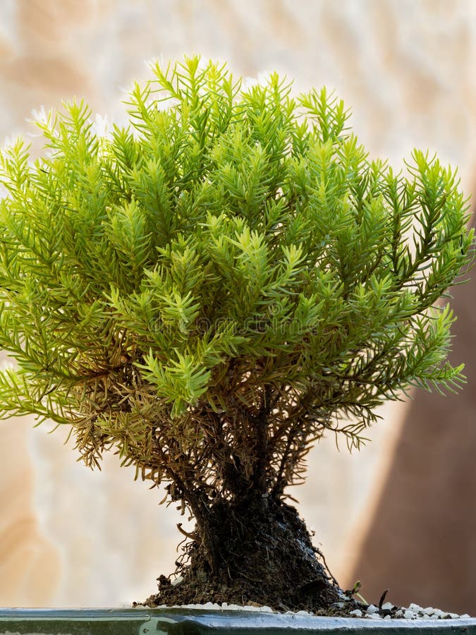 Small bonsai stock photo. Image of bonsai, mini, branch - 195539484